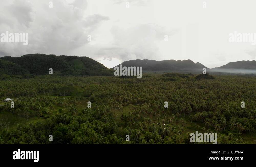 Feld tree Stock Videos & Footage - HD and 4K Video Clips - Alamy