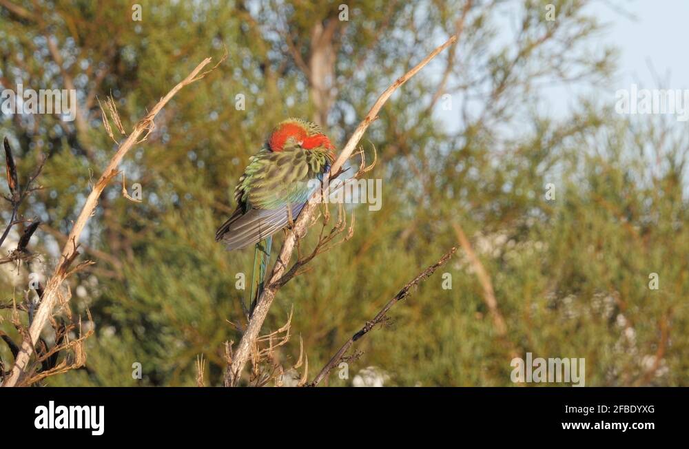 Bird sleeping tree Stock Videos & Footage - HD and 4K Video Clips - Alamy