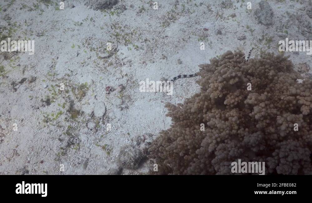 Sea Snake at the Philippines Filmed with Sony AX700 1080 HD. Gates ...