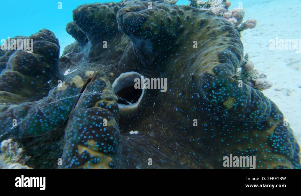 Bivalve mollusc clam underwater Stock Videos & Footage - HD and 4K ...