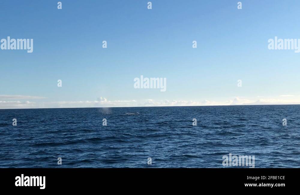Blue whale spray Stock Videos & Footage - HD and 4K Video Clips - Alamy
