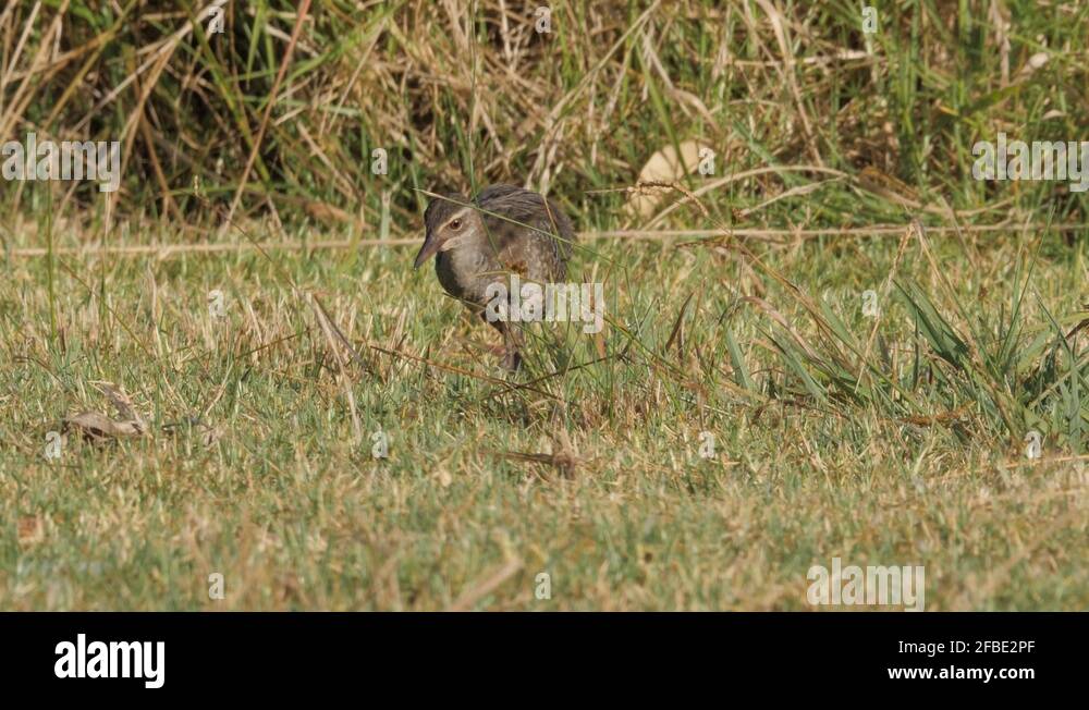 Rail bird Stock Videos & Footage - HD and 4K Video Clips - Alamy
