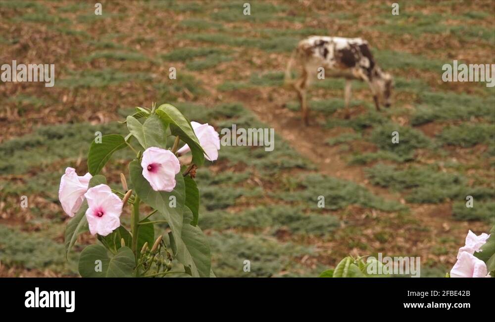 Fauna one Stock Videos & Footage - HD and 4K Video Clips - Alamy