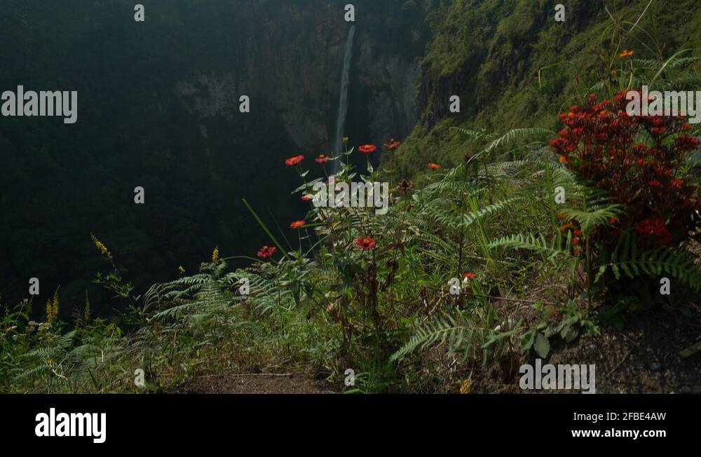 Tilt reveal of jungle-covered cliffside with bright red flowers and ...