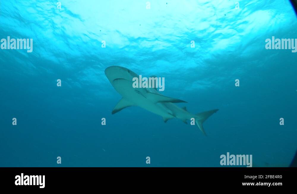Underwater Group of Sharks Swim Around and Overhead in Bahamas Stock ...