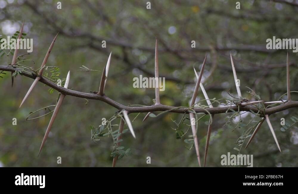 Acacia tree branch africa thorns Stock Videos & Footage - HD and 4K ...