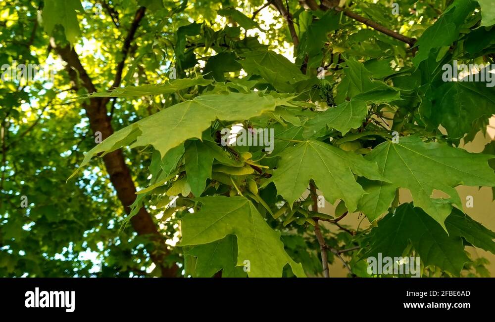 Acer tree seed Stock Videos & Footage - HD and 4K Video Clips - Alamy