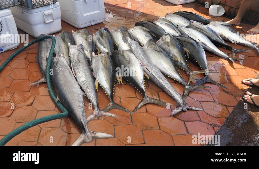 Galapagos fish Stock Videos & Footage - HD and 4K Video Clips - Alamy