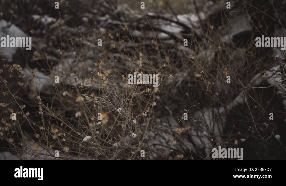 On bushes Stock Videos & Footage - HD and 4K Video Clips - Alamy