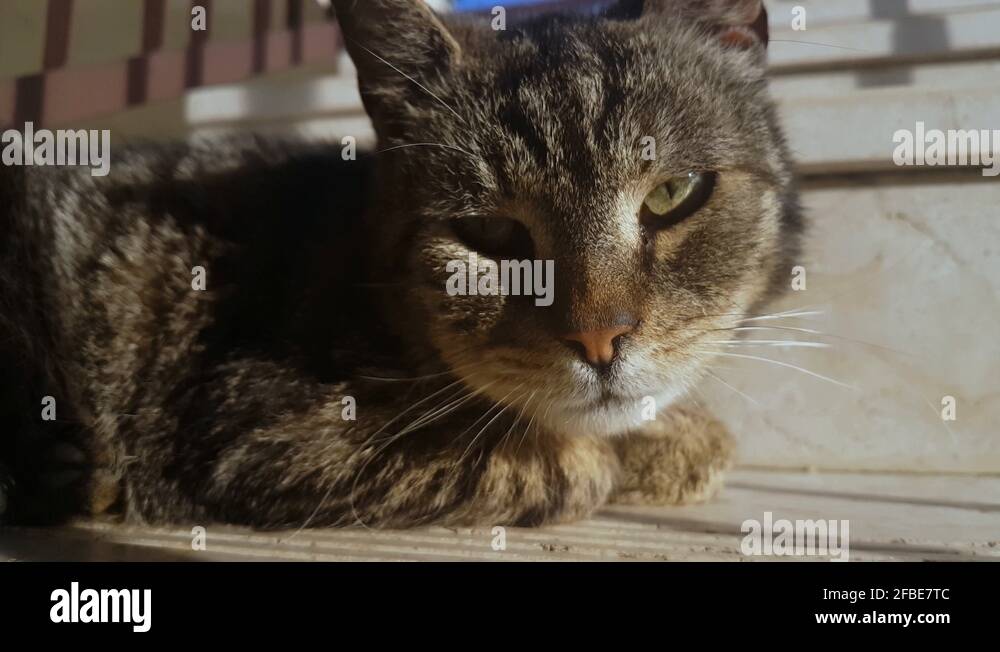 Tomcat on stairs Stock Videos & Footage - HD and 4K Video Clips - Alamy