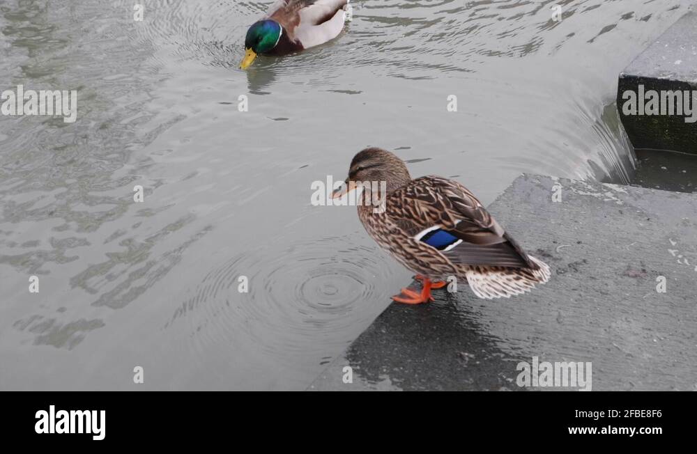 Duck jumping Stock Videos & Footage - HD and 4K Video Clips - Alamy