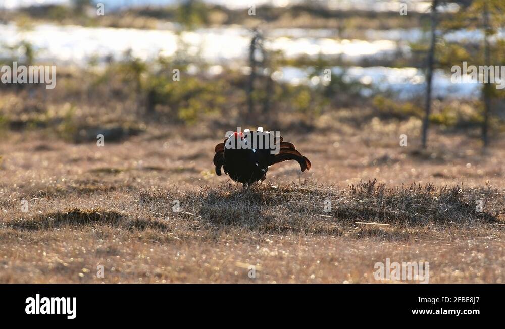 Lek mating Stock Videos & Footage - HD and 4K Video Clips - Alamy