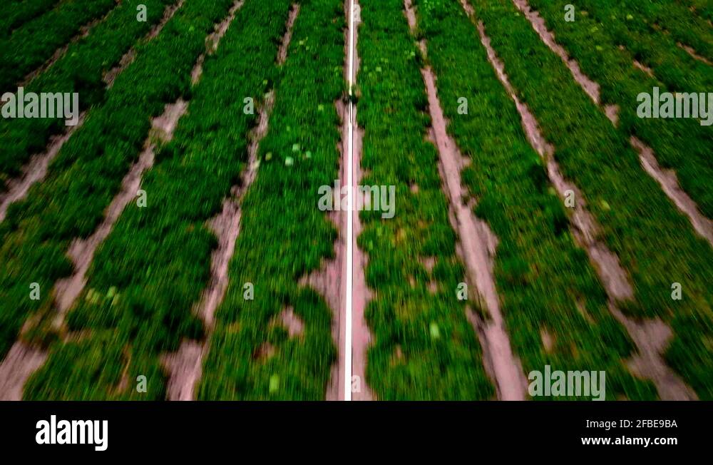 Bird's eye view while following lines of crops and then tilt up to ...