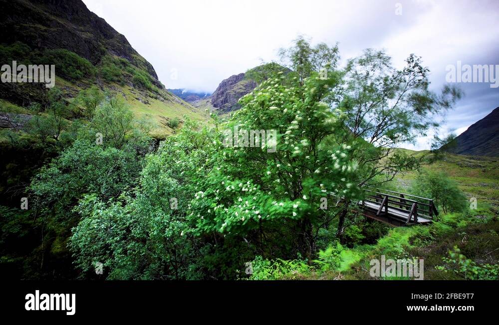 Flora of uk flora of europe Stock Videos & Footage - HD and 4K Video ...
