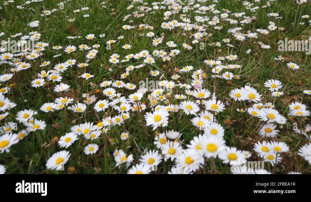 Reproduction camera Stock Videos & Footage - HD and 4K Video Clips - Alamy