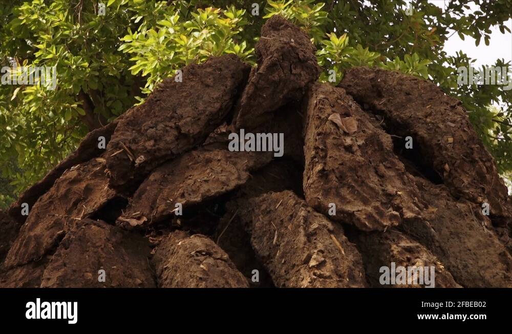 Cow dung rural india Stock Videos & Footage - HD and 4K Video Clips - Alamy
