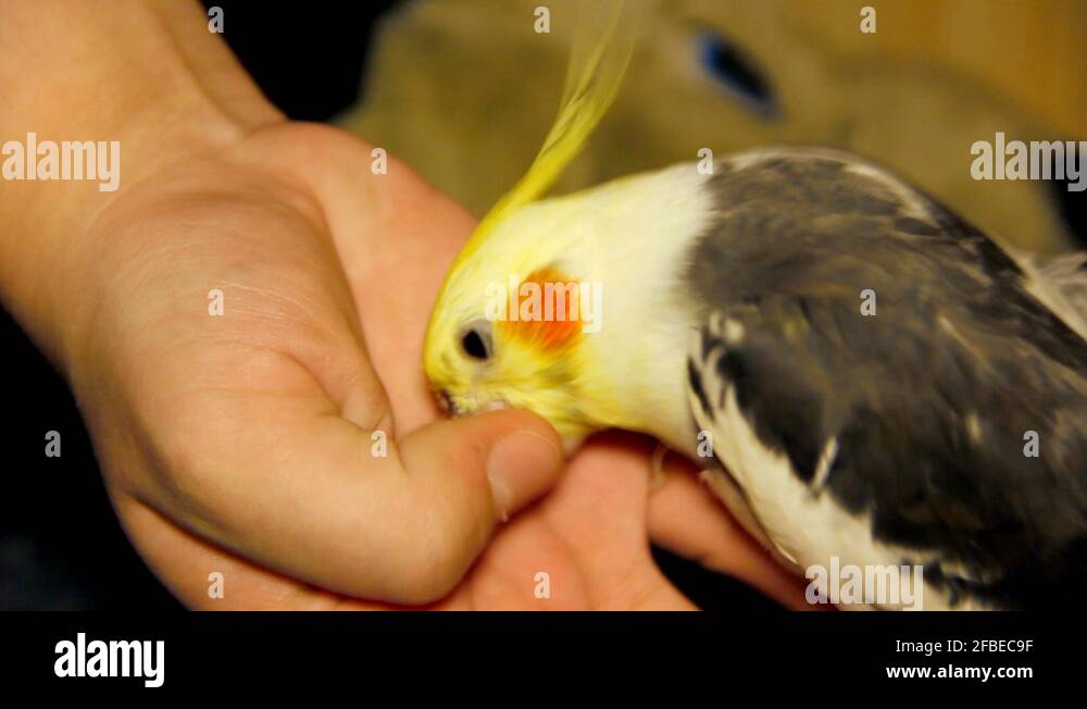 Cockatiel hand Stock Videos & Footage - HD and 4K Video Clips - Alamy