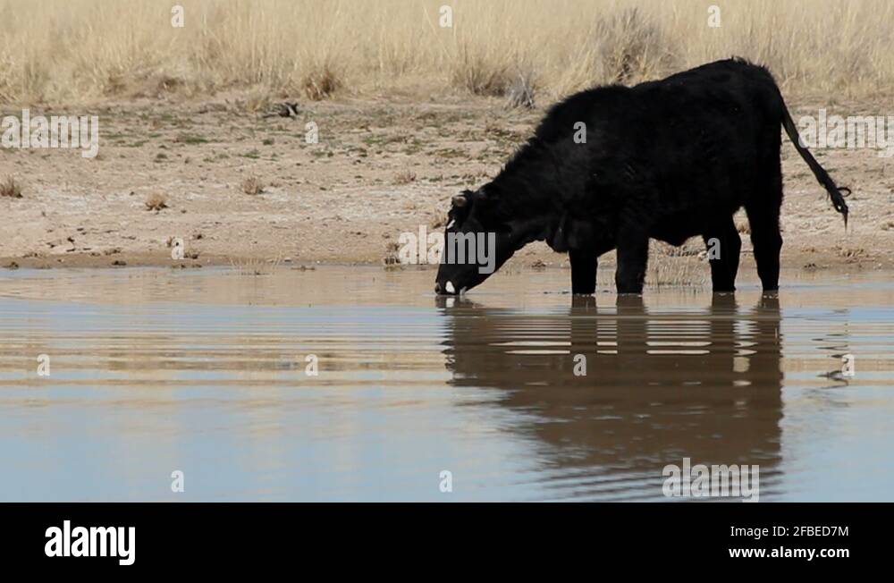 Cool cow Stock Videos & Footage - HD and 4K Video Clips - Alamy