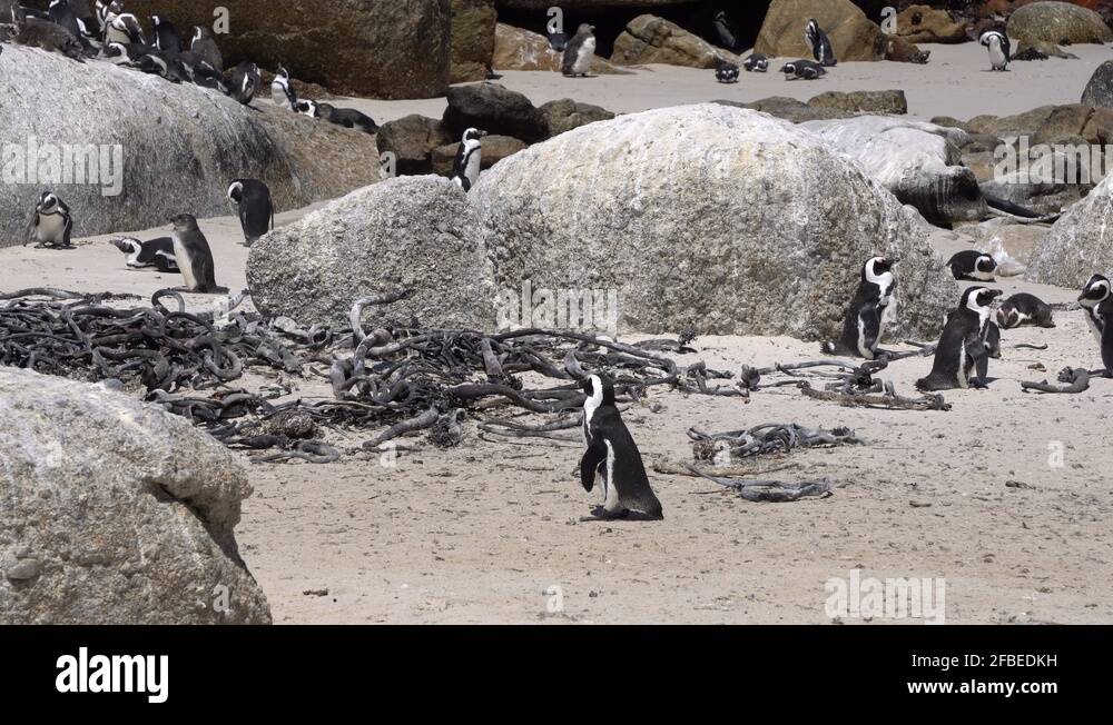 African penguin exhibit Stock Videos & Footage - HD and 4K Video Clips ...