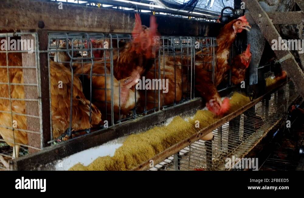 Farm chiken Stock Videos & Footage - HD and 4K Video Clips - Alamy