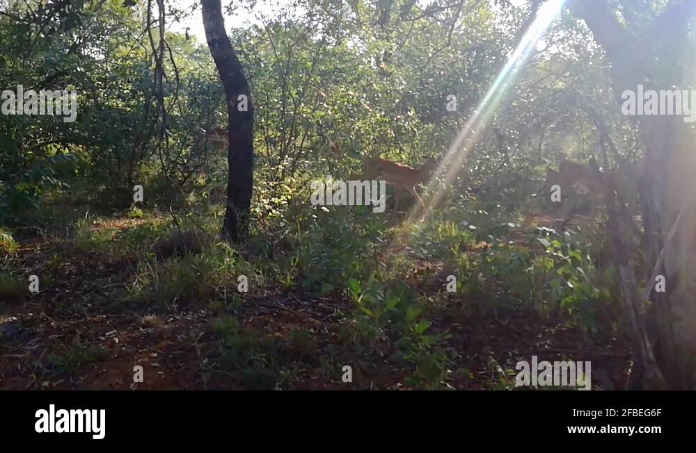 South african veld Stock Videos & Footage - HD and 4K Video Clips - Alamy
