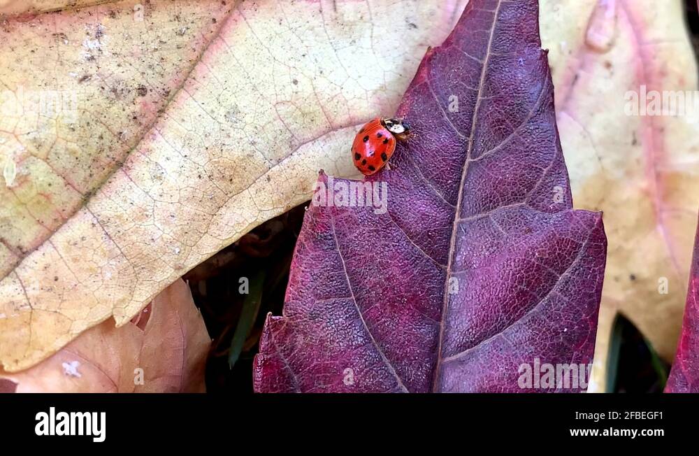 Fall bug Stock Videos & Footage - HD and 4K Video Clips - Alamy