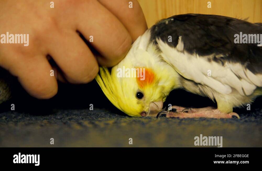 Cockatiel on hand Stock Videos & Footage - HD and 4K Video Clips - Alamy