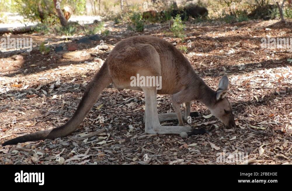 Caca Stock Videos & Footage - HD and 4K Video Clips - Alamy
