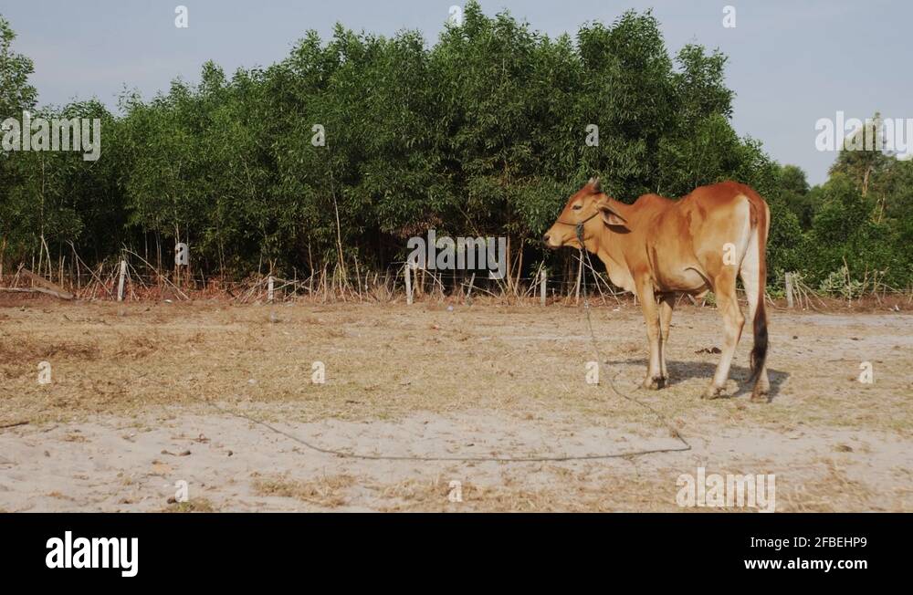 Light brown cow stands Stock Videos & Footage - HD and 4K Video Clips ...