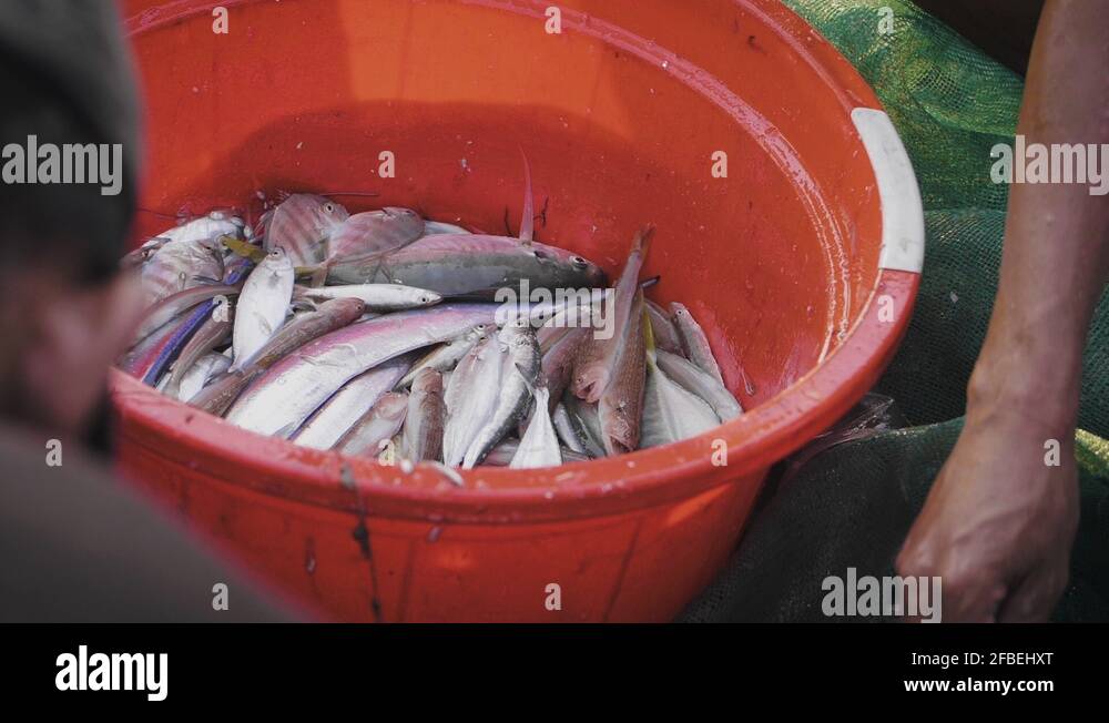 Coral reef fish catch Stock Videos & Footage - HD and 4K Video Clips ...