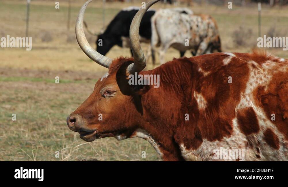 Cow profile Stock Videos & Footage - HD and 4K Video Clips - Alamy