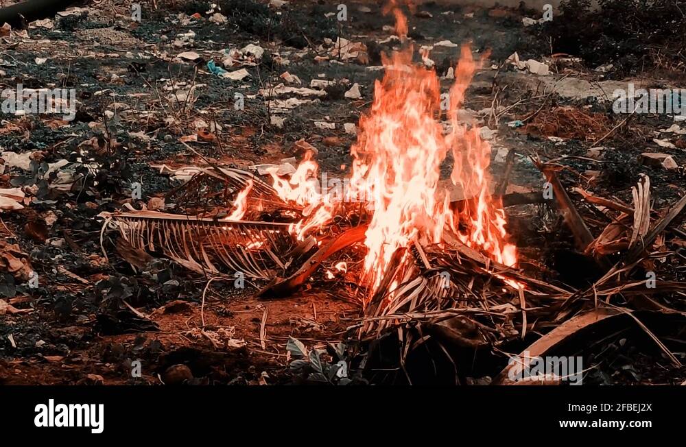 Fire stems Stock Videos & Footage - HD and 4K Video Clips - Alamy