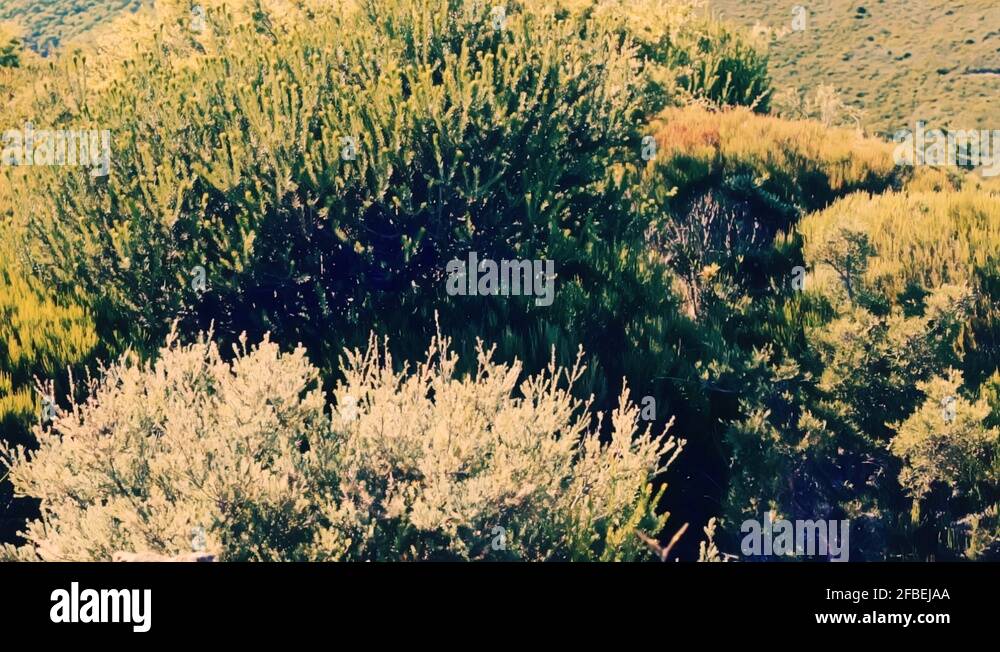 Insects and wildflowers Stock Videos & Footage - HD and 4K Video Clips ...