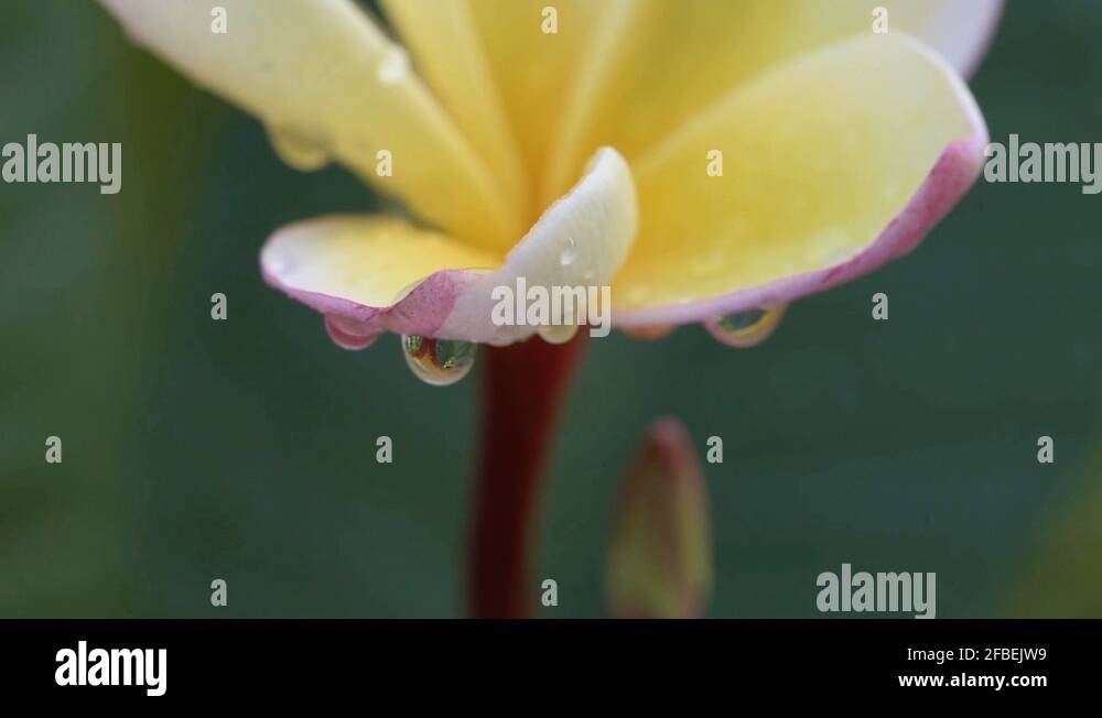 Rain drops flower Stock Videos & Footage - HD and 4K Video Clips - Alamy