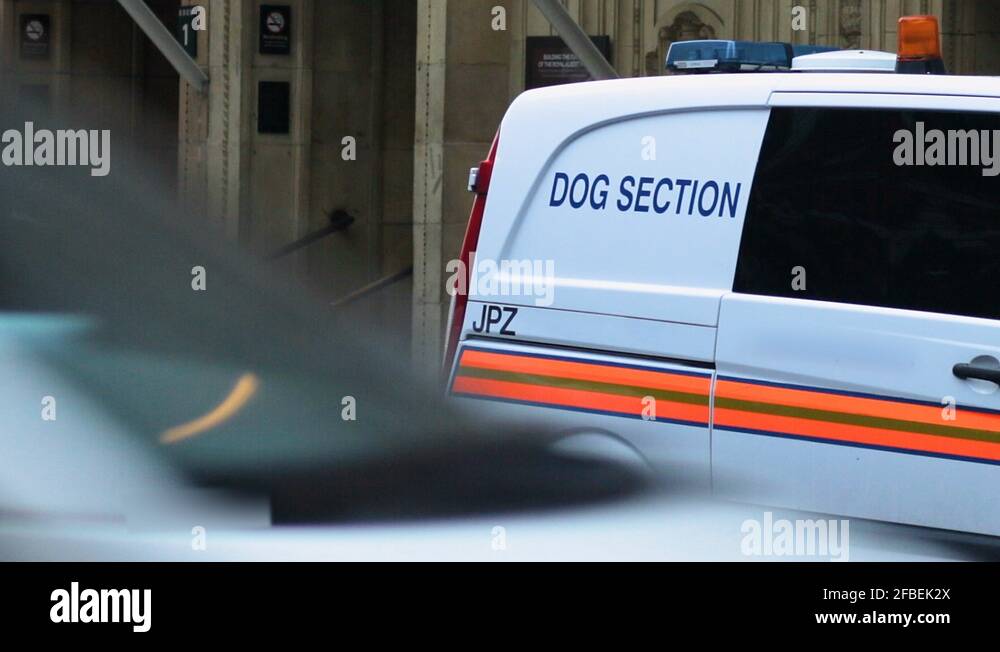 Dog section Stock Videos & Footage - HD and 4K Video Clips - Alamy