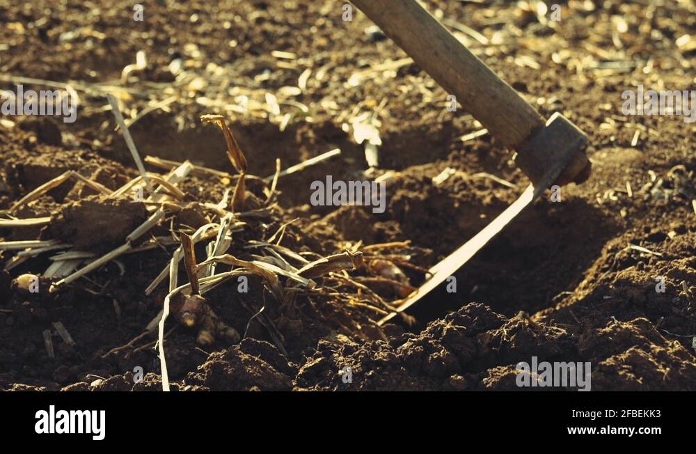 Ploughing with hoe Stock Videos & Footage - HD and 4K Video Clips - Alamy