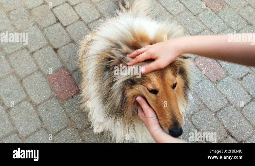 Rough collie Stock Videos & Footage - HD and 4K Video Clips - Alamy