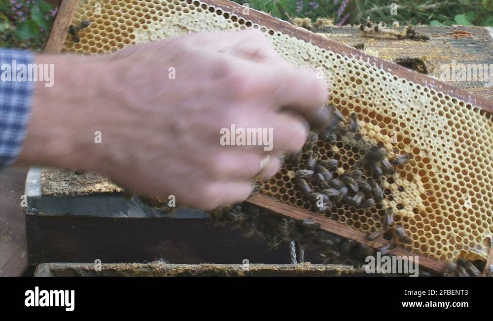Imker Stock Videos & Footage - HD and 4K Video Clips - Alamy