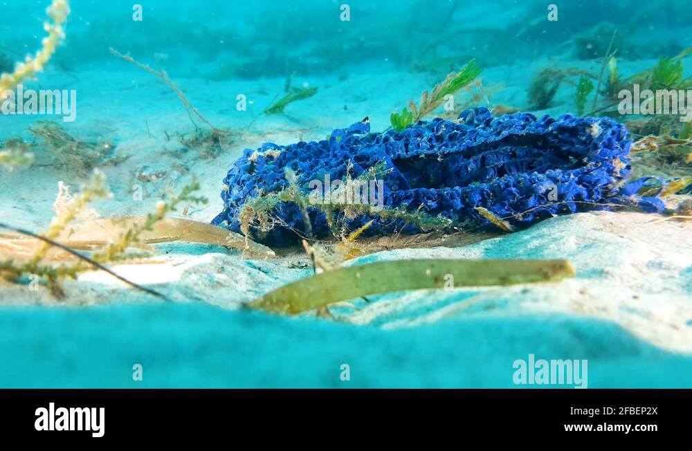 Ocean trash Stock Videos & Footage - HD and 4K Video Clips - Alamy