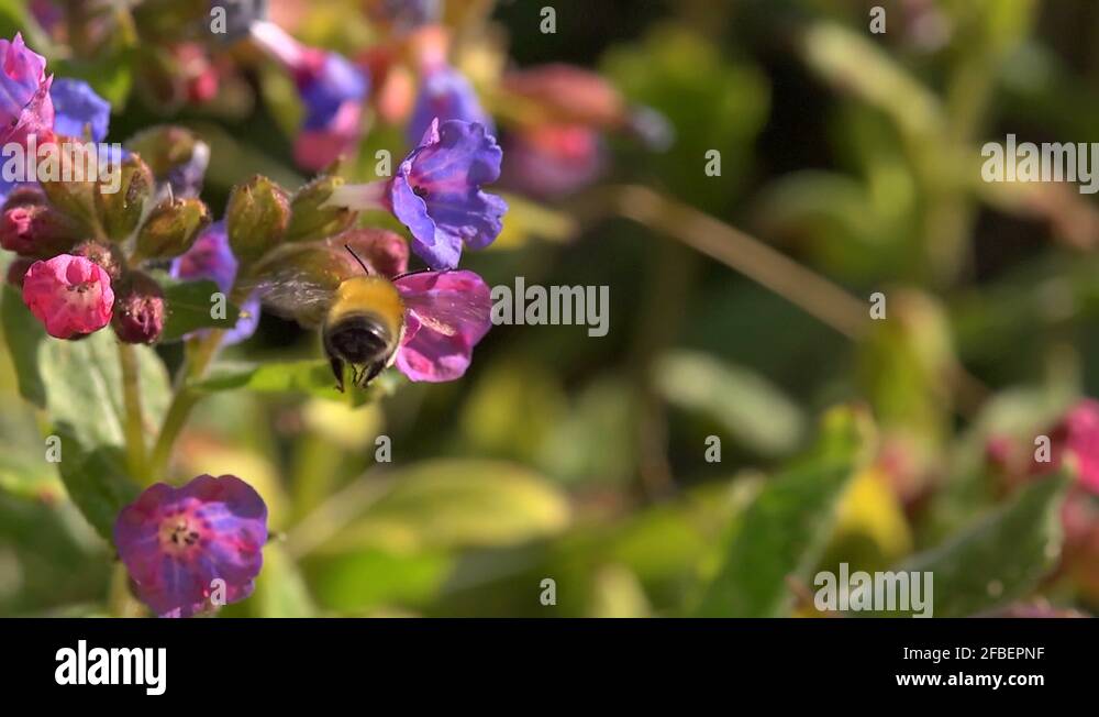 Pulmonaria bee Stock Videos & Footage - HD and 4K Video Clips - Alamy