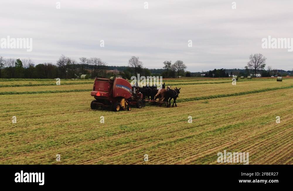 Equipment with draft animals Stock Videos & Footage - HD and 4K Video ...