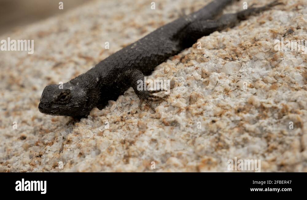 Lizard on rock Stock Videos & Footage - HD and 4K Video Clips - Alamy