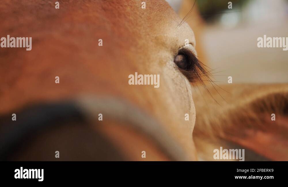 Cow eyelashes Stock Videos & Footage - HD and 4K Video Clips - Alamy