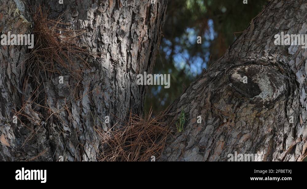 Tree cricket insect Stock Videos & Footage - HD and 4K Video Clips - Alamy
