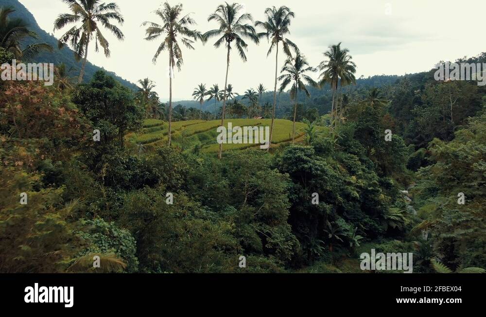 Padi terraces and trees Stock Videos & Footage - HD and 4K Video Clips ...
