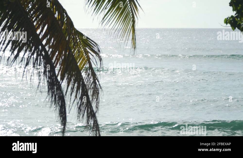 Palm tree frond tropical Stock Videos & Footage - HD and 4K Video Clips ...