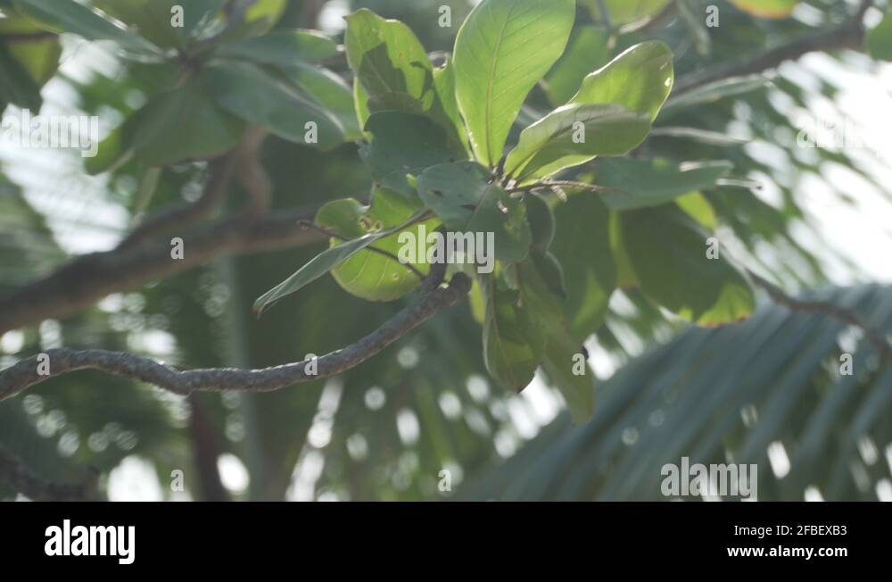 Pam tree Stock Videos & Footage - HD and 4K Video Clips - Alamy