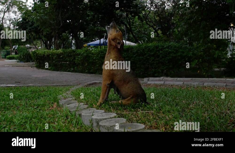 Howling beast Stock Videos & Footage - HD and 4K Video Clips - Alamy