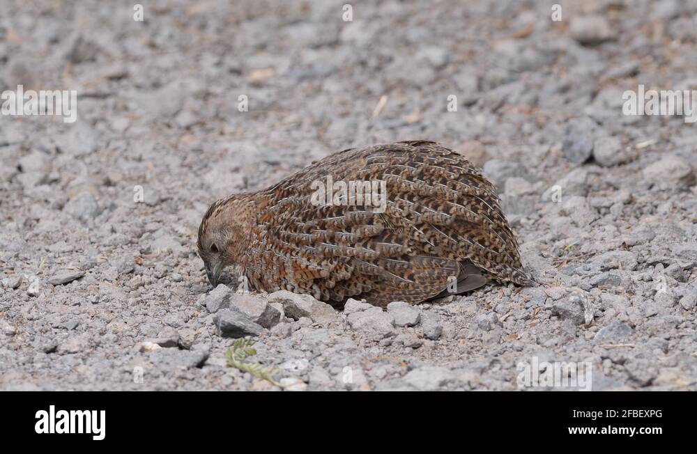 Dust bathing bird Stock Videos & Footage - HD and 4K Video Clips - Alamy