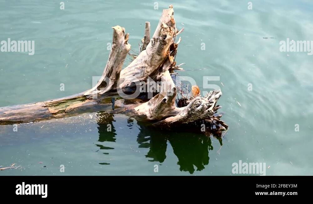 Big log in water Stock Videos & Footage - HD and 4K Video Clips - Alamy